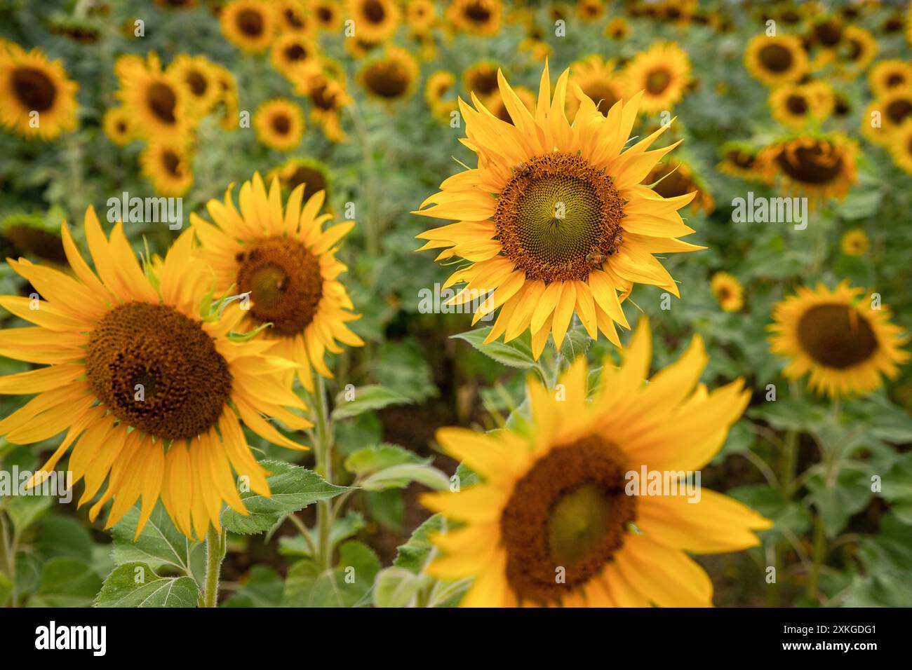 General view of a sunflower field during a hot summer day in a village ...