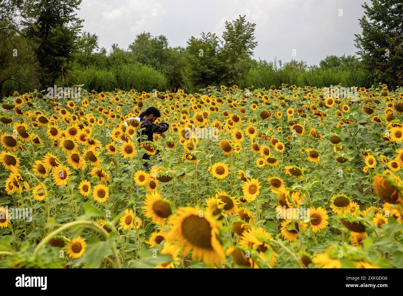 News oilseed hi-res stock photography and images - Alamy