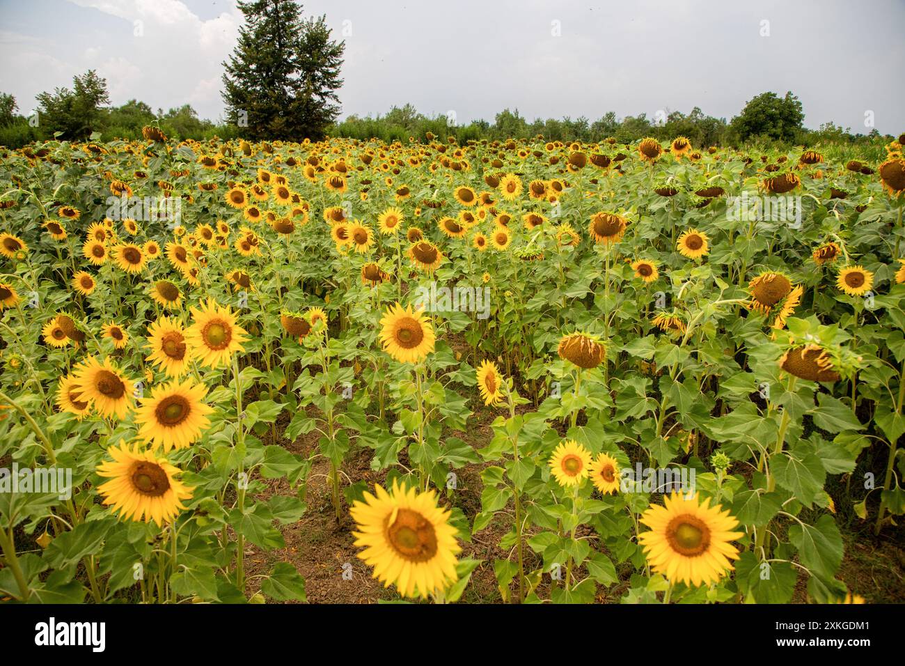 News oilseed hi-res stock photography and images - Alamy