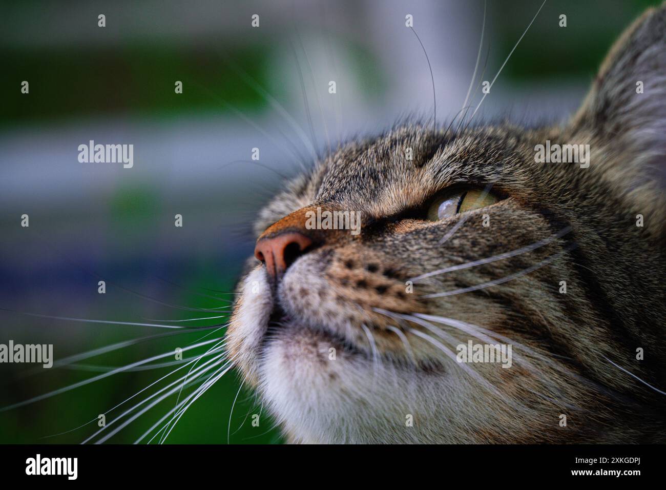 A closeup image of a tabby cat looking upward in a contemplative and ...