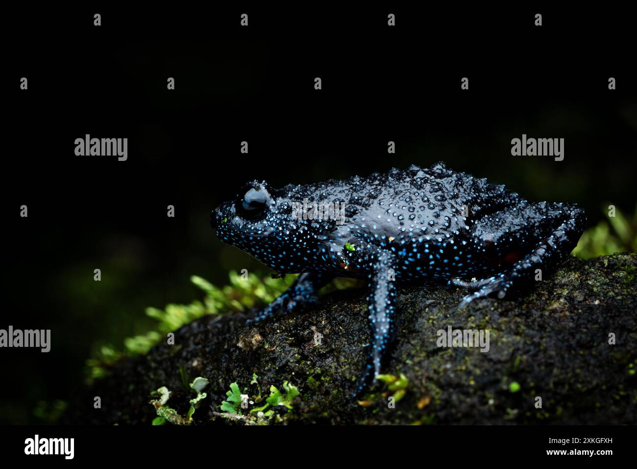 Galaxy Frog (Melanobatrachus indicus) from Munnar Stock Photo - Alamy