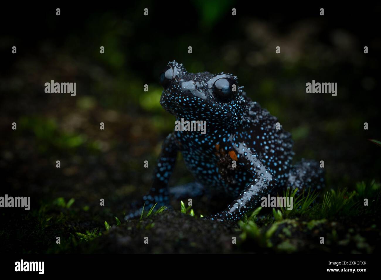 Munnar frogs hi-res stock photography and images - Alamy