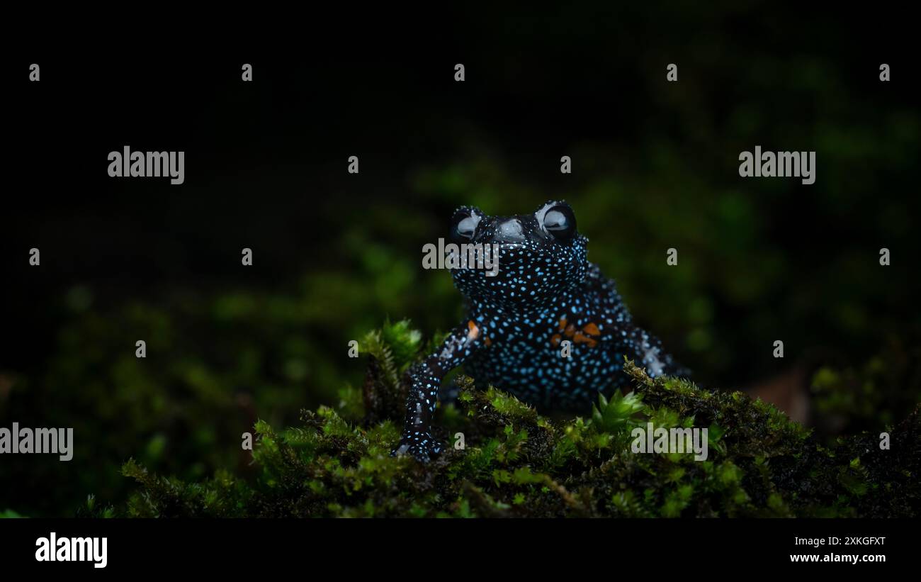 Munnar frogs hi-res stock photography and images - Alamy