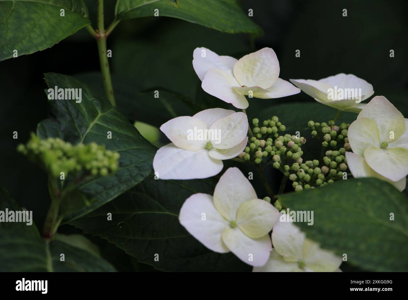 Hydrangea chinensis white flowers, Kórnik Arboretum, Poland Stock Photo - Alamy