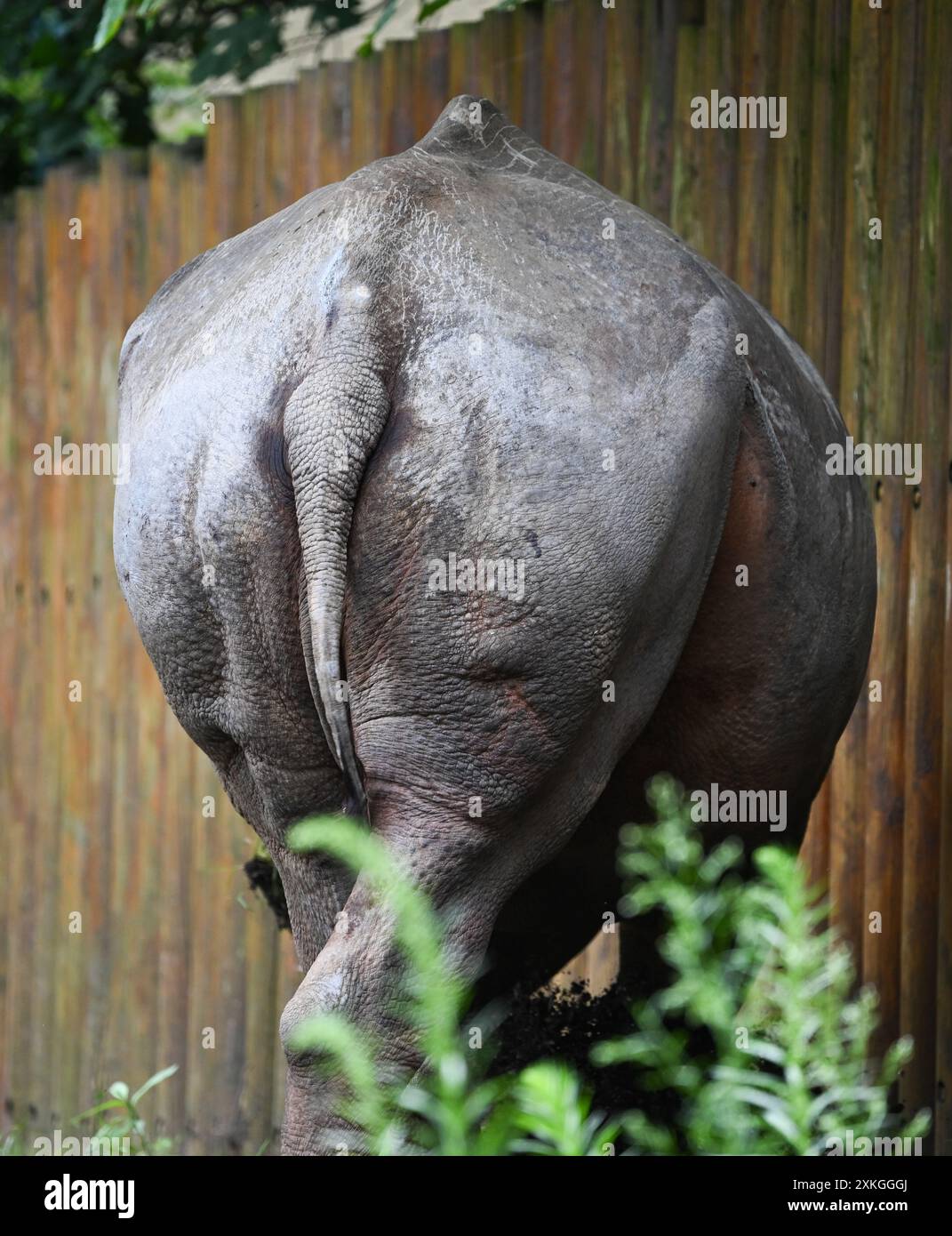 23 July 2024, Hesse, Frankfurt/Main: The new black rhino "Taco ...
