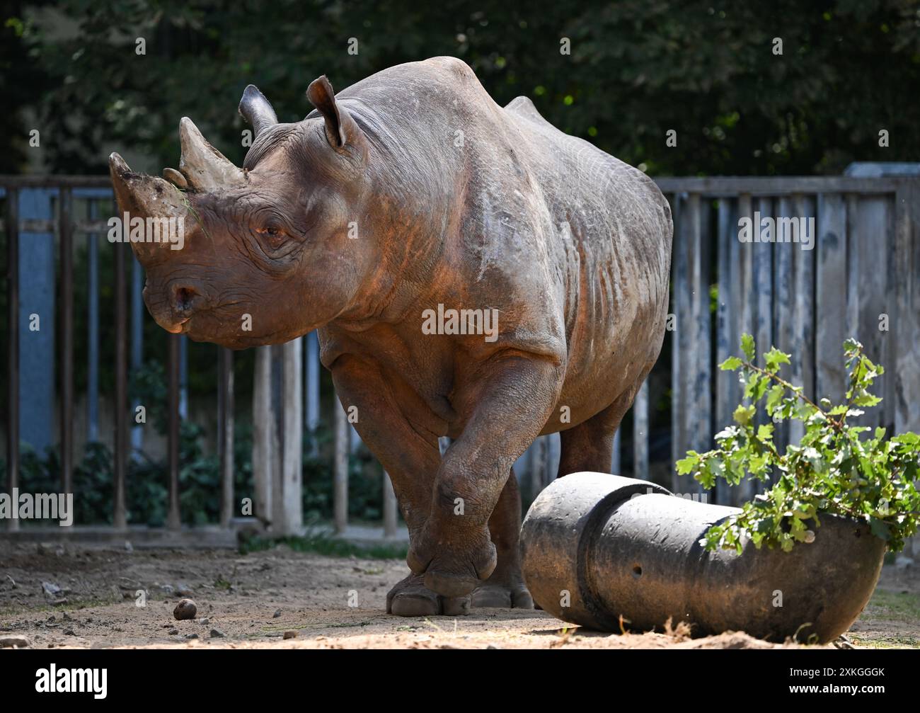 23 July 2024, Hesse, Frankfurt/Main: The new black rhino "Taco ...