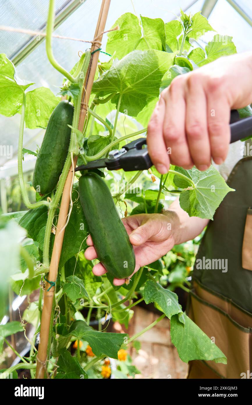 Gardener carefully harvesting ripe cucumbers from plants in a ...