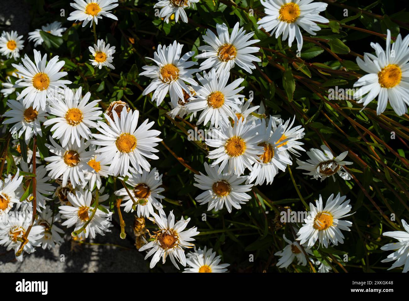 Shasta Daisy Daisies Leucanthemum x superbum growing in a flower bed in ...