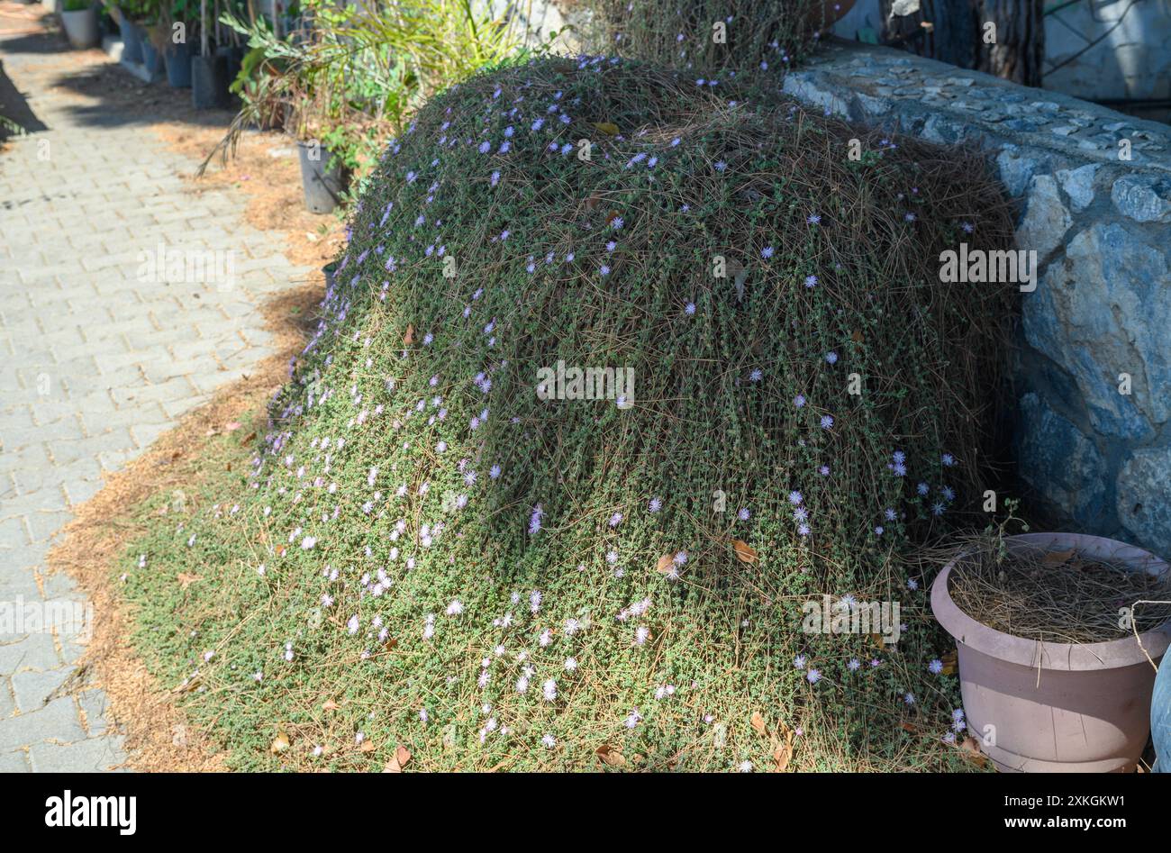 Dog shaped hedge hi-res stock photography and images - Alamy
