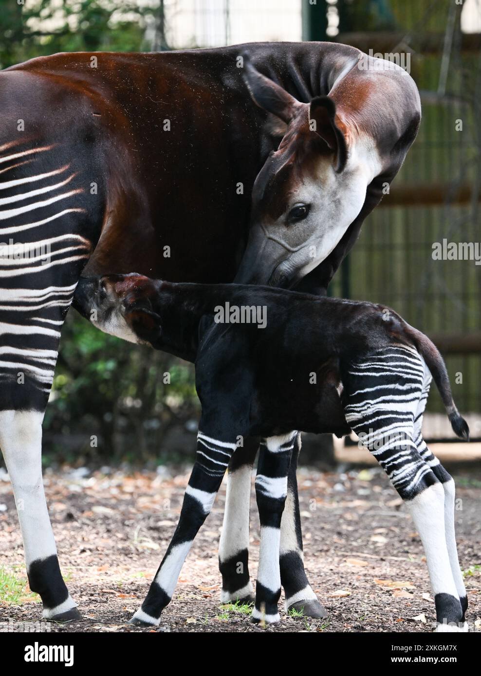 23 July 2024, Hesse, Frankfurt/Main: A young okapi, born around two ...