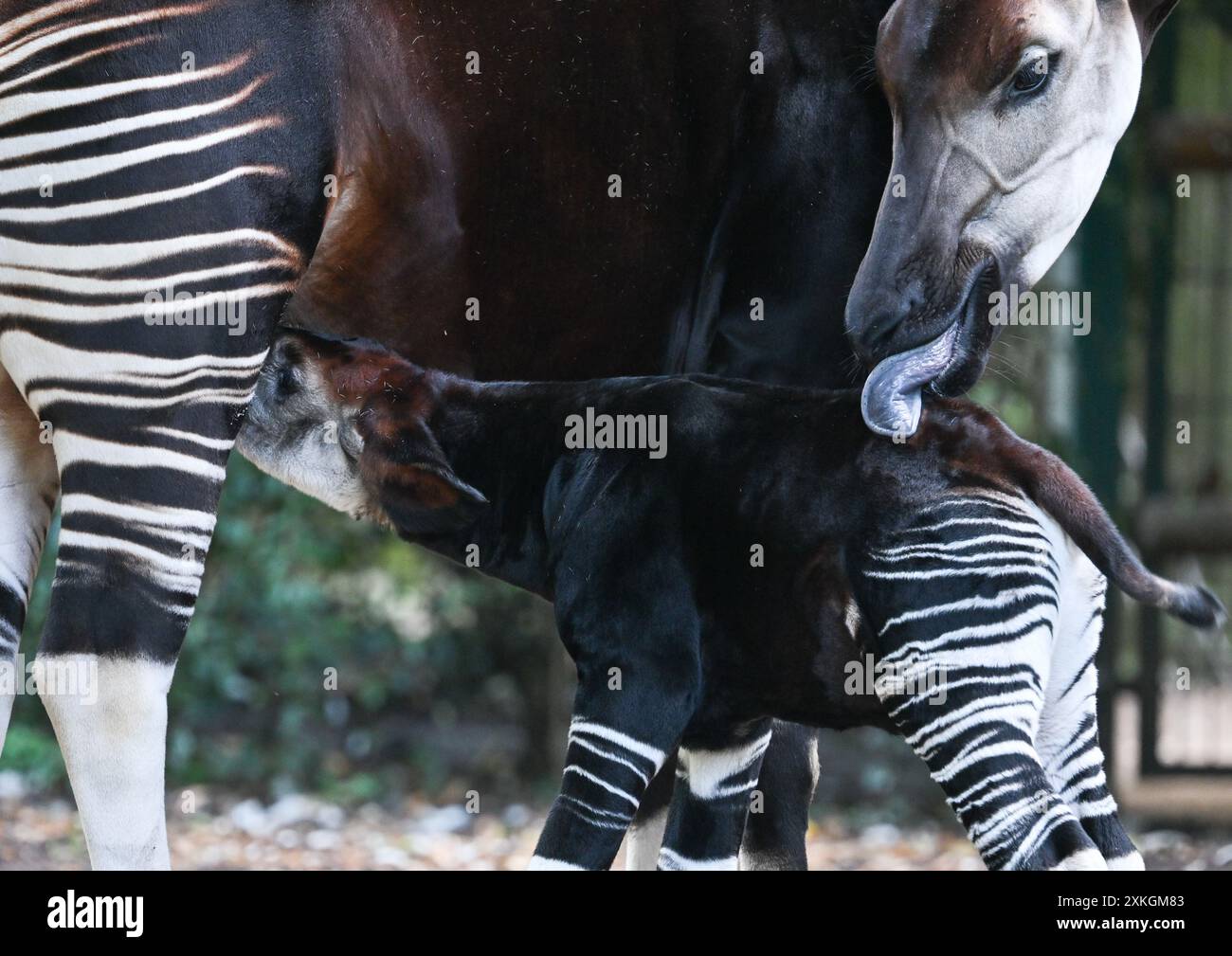 23 July 2024, Hesse, Frankfurt/Main: A young okapi, born around two ...