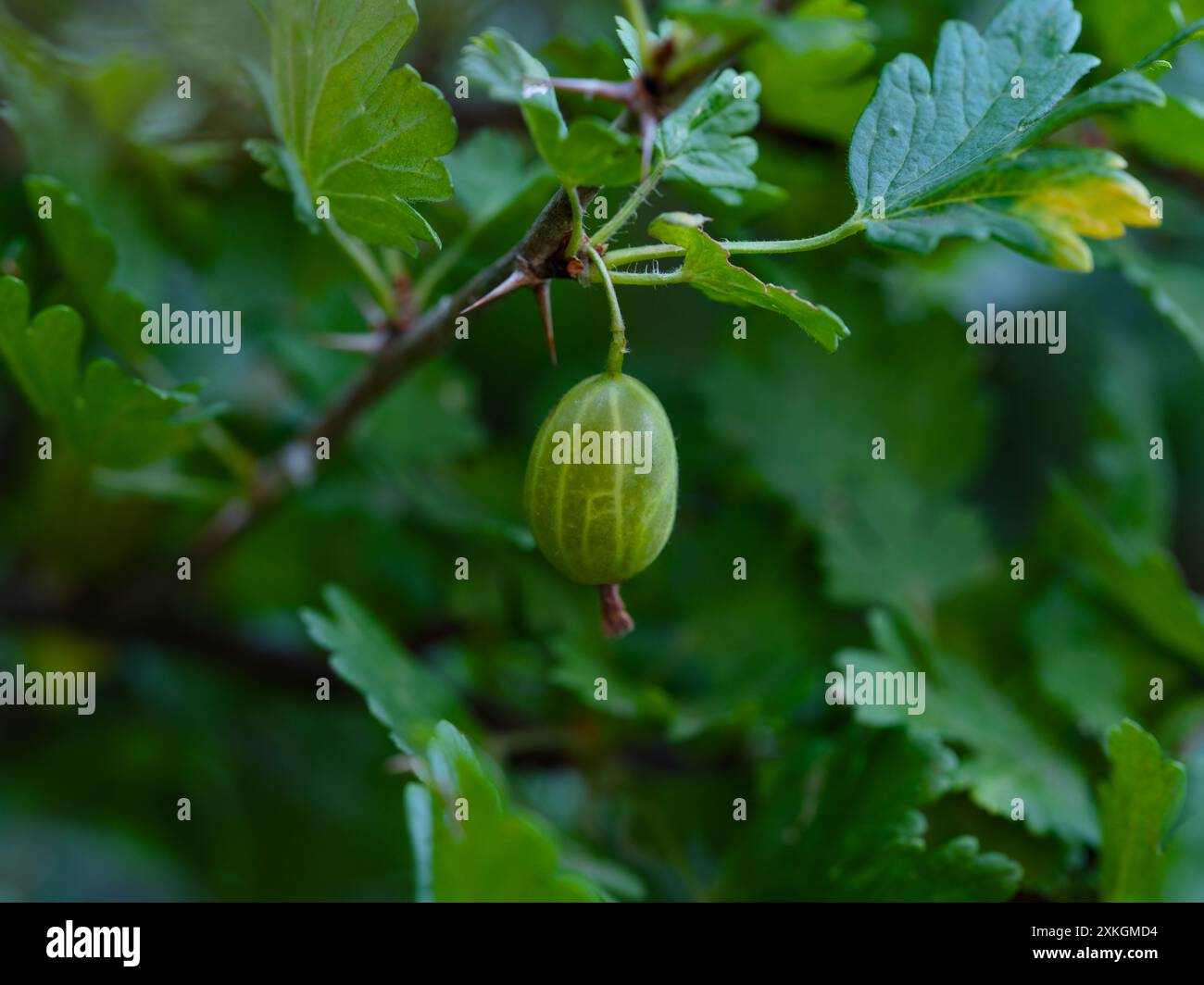 Green gooseberry growth on bush. Close-up Stock Photo - Alamy