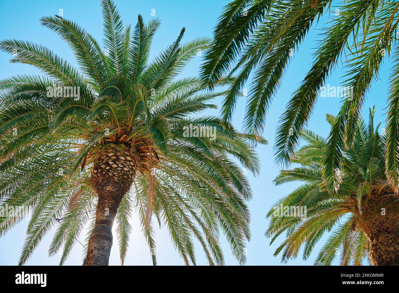 Upward view of palm trees with its fronds spreading out against clear ...
