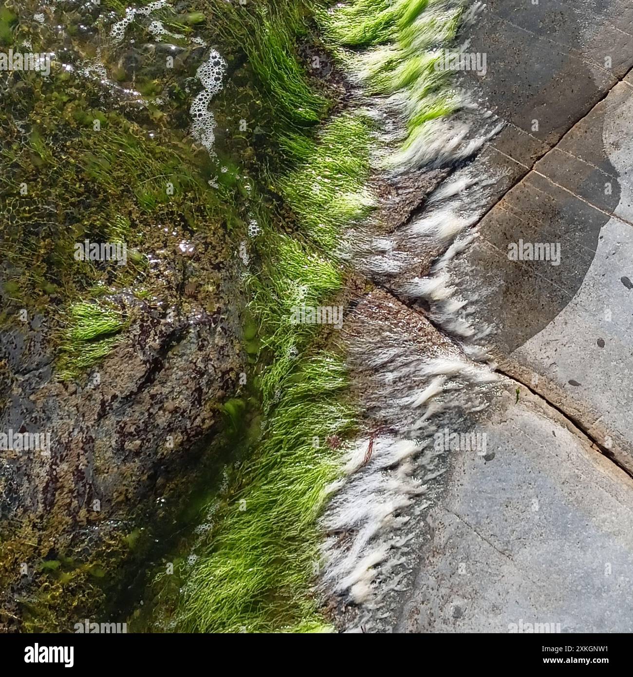 The texture of the algae on the rocks. Coastal algae. Source of iodine ...