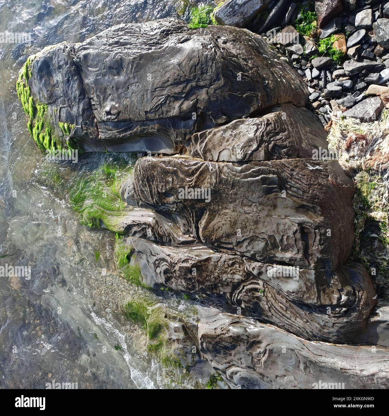 The texture of the algae on the rocks. Coastal algae. Source of iodine ...