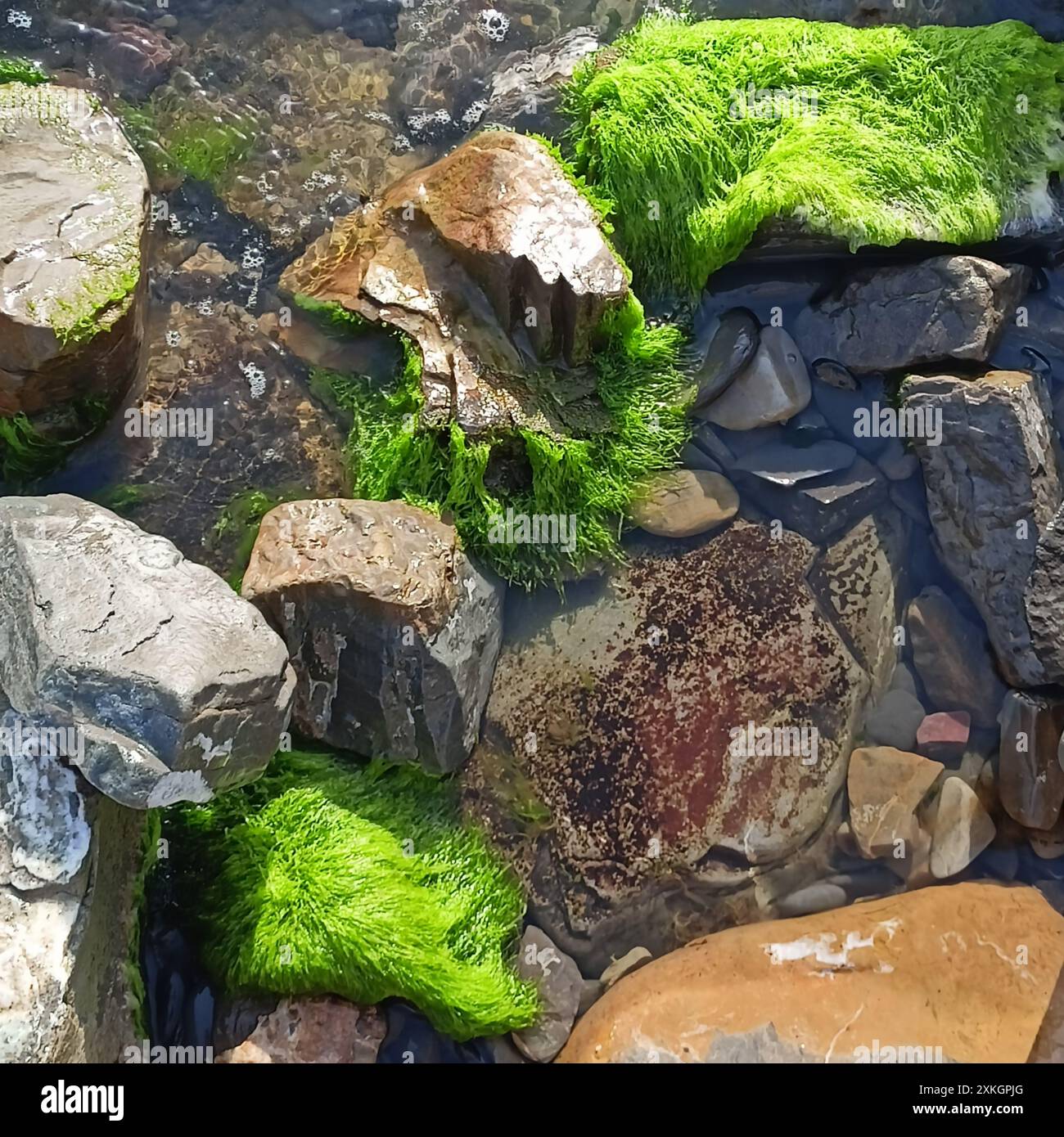 The texture of the algae on the rocks. Coastal algae. Source of iodine ...