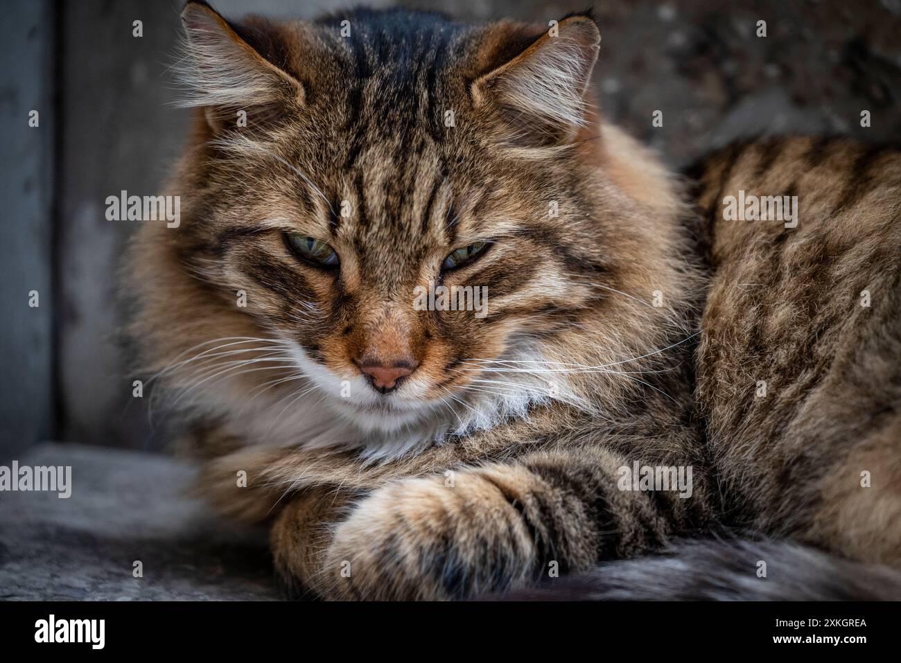 Turkey hi-res stock photography and images - Alamy