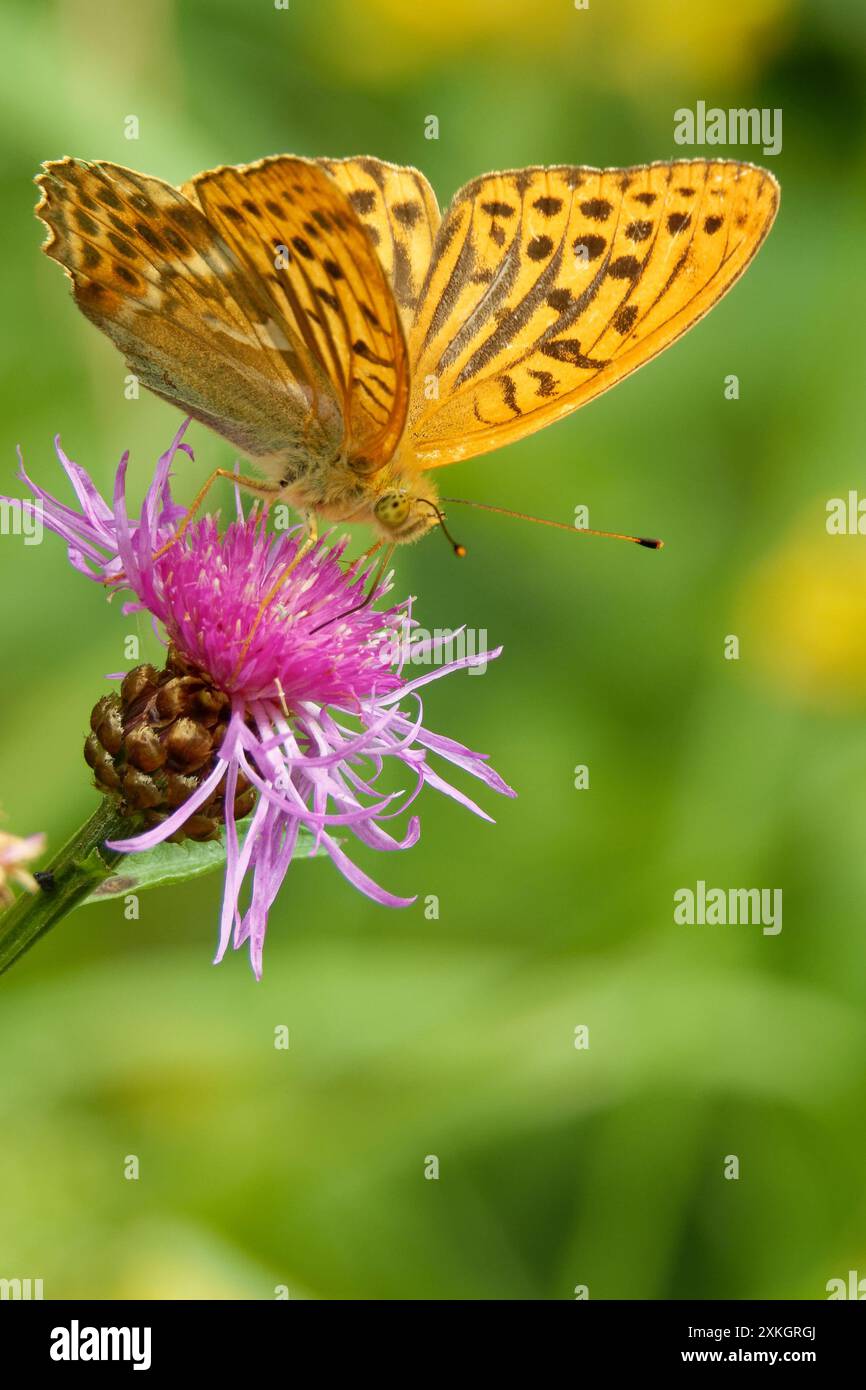 Argynnis laodice, Pallas' fritillary, is a butterfly of the family ...