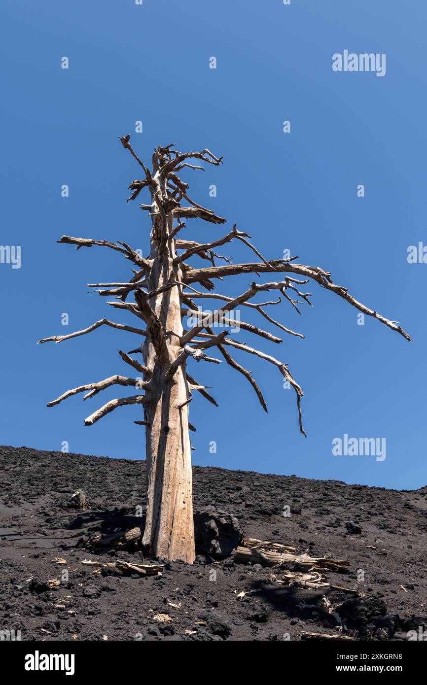 A dead tree, killed but not completely burnt by hot lava, remains ...
