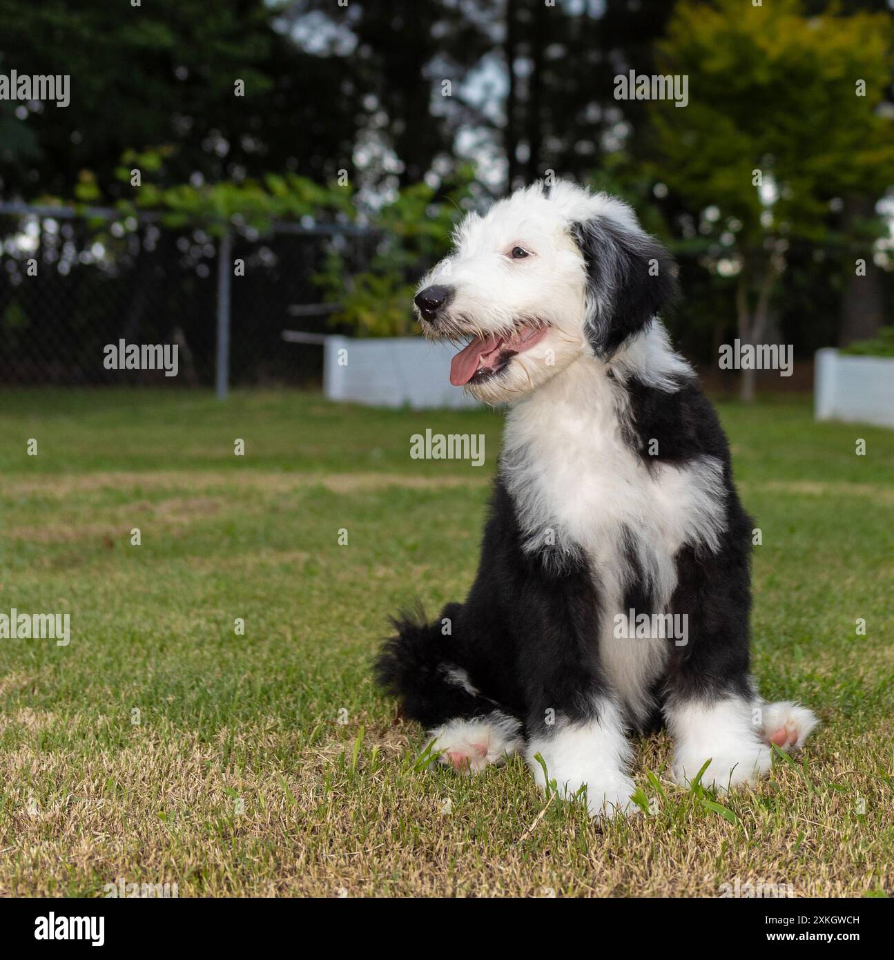 Young sheepadoodle puppy with its mouth open and tongue our sitting on ...