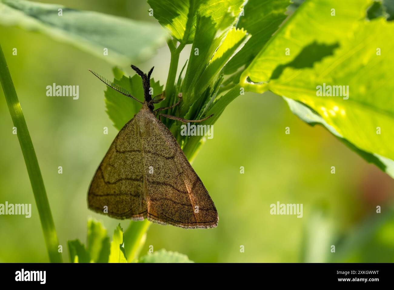 litter moth - Polypogon tentacularia, small beautiful underwing moth ...