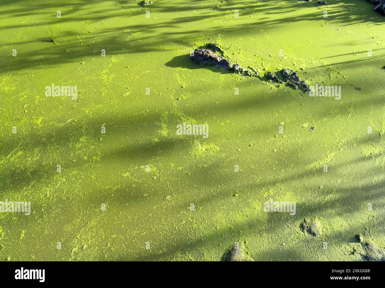 Water pollution by blooming green algae - is world environmental ...