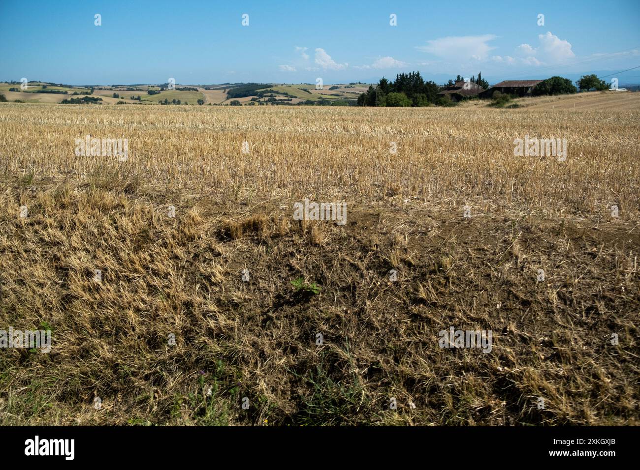 Agricultural fields during a period of drought and heatwave in the ...
