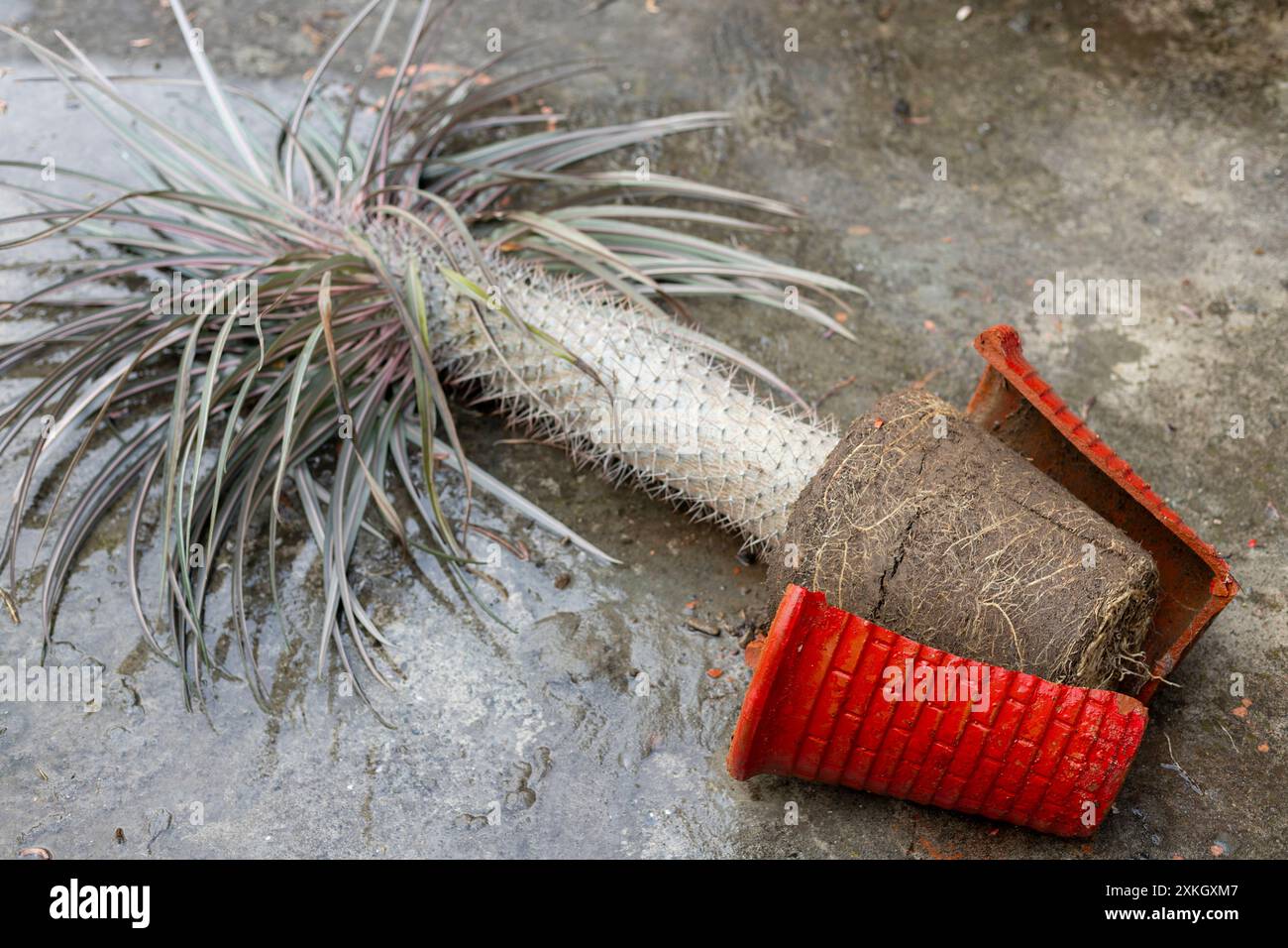Broken pot hi-res stock photography and images - Alamy