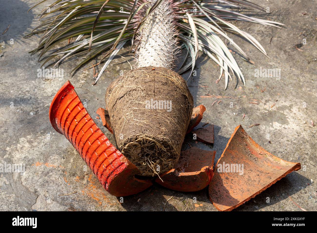 Broken pot hi-res stock photography and images - Alamy