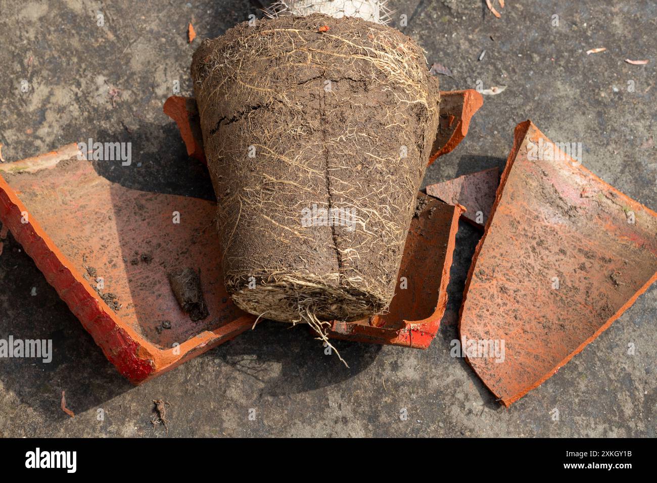 Close up of pot with a plant root ball bound. Repotting the plant Stock ...