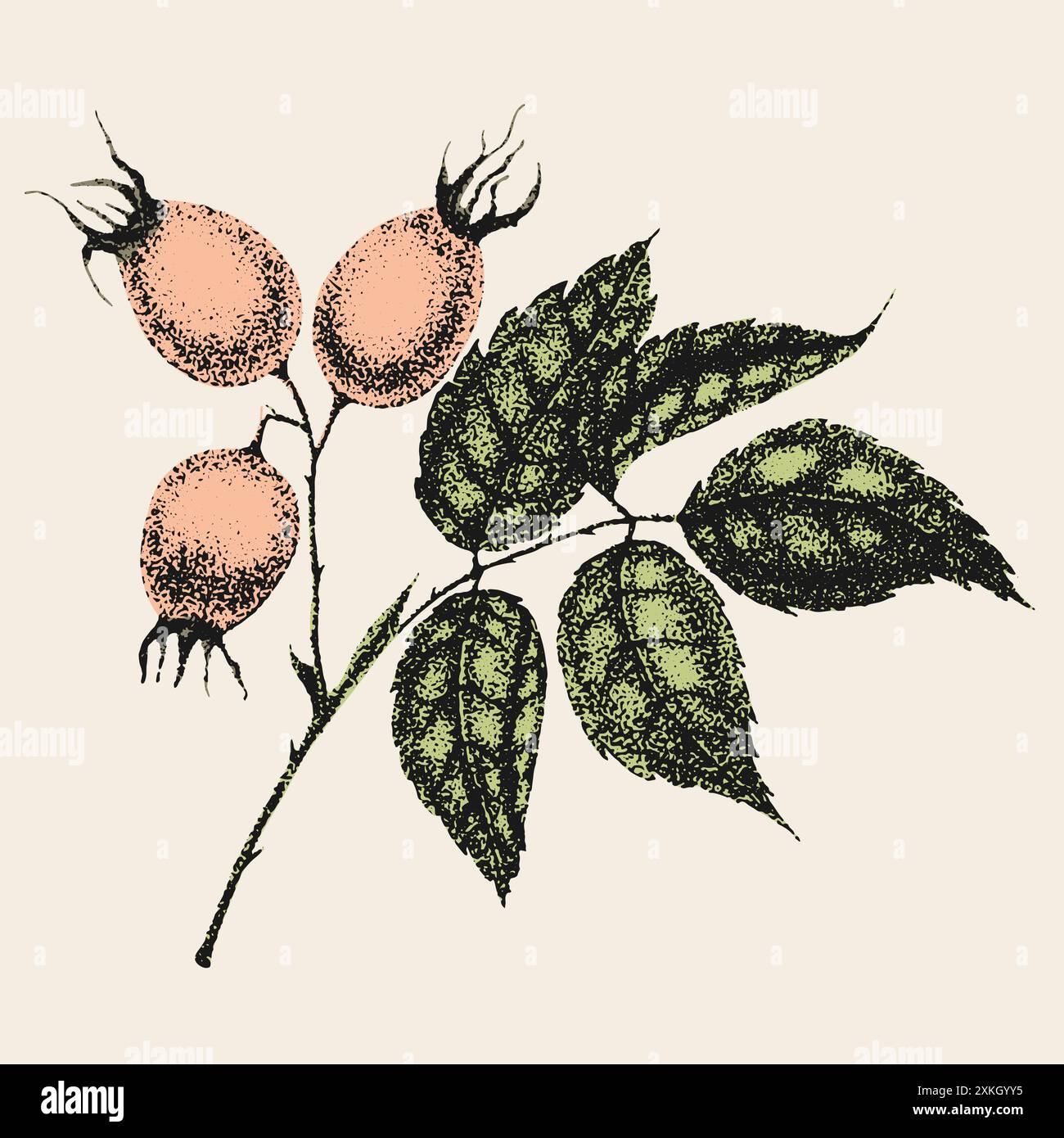 Wild rose flowers drawing and sketch with pointillism on white ...