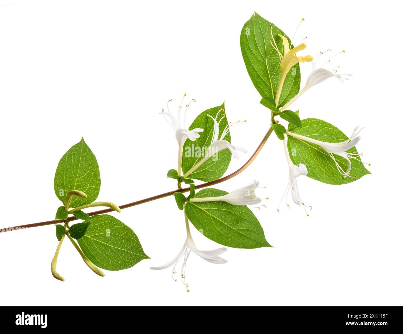 Honeysuckle flowers isolated on white background Stock Photo - Alamy