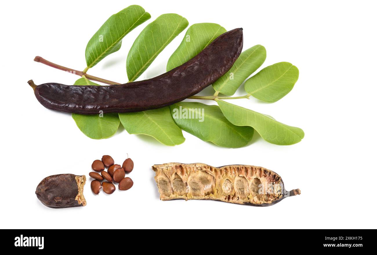 Carob pod on a branch with seeds isolated on white background Stock ...