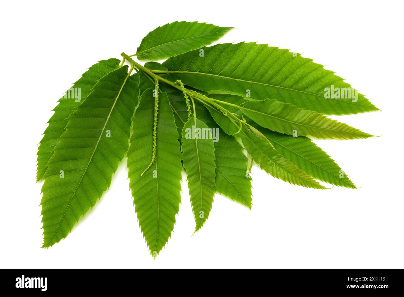 Chestnut branch with leaves isolated on white background Stock Photo ...