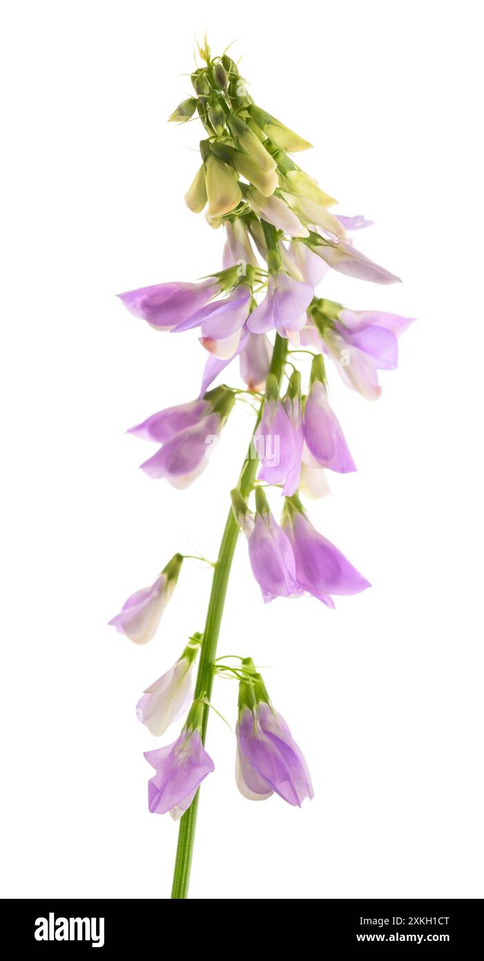 Goat's rue flowers isolated on white background Stock Photo - Alamy