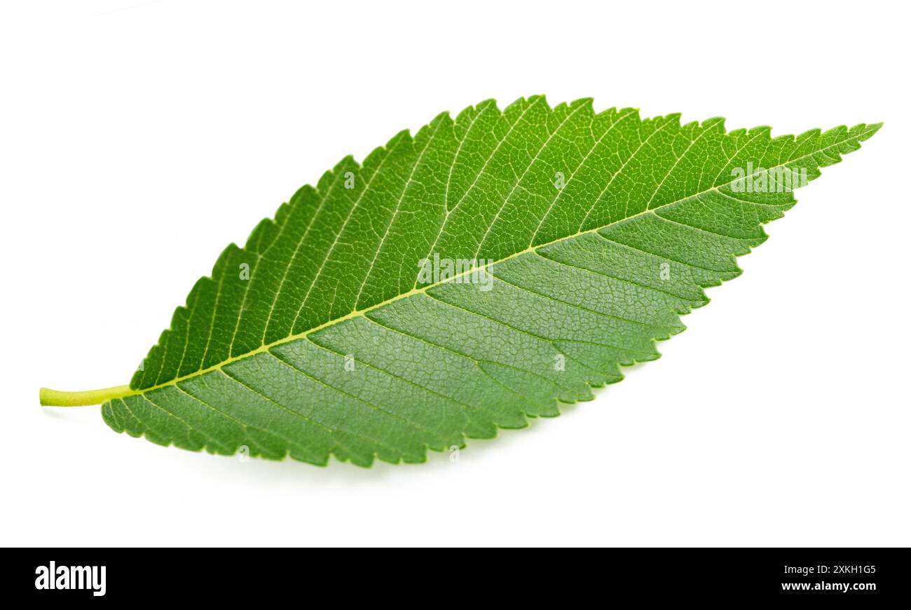Siberian elm leaf isolated on white background Stock Photo - Alamy