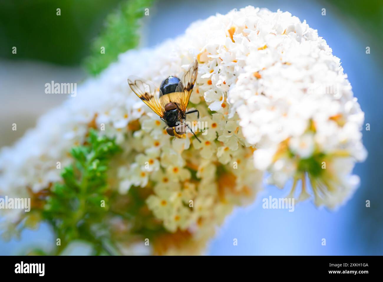 Pellucid fly volucella pellucens hi-res stock photography and images ...