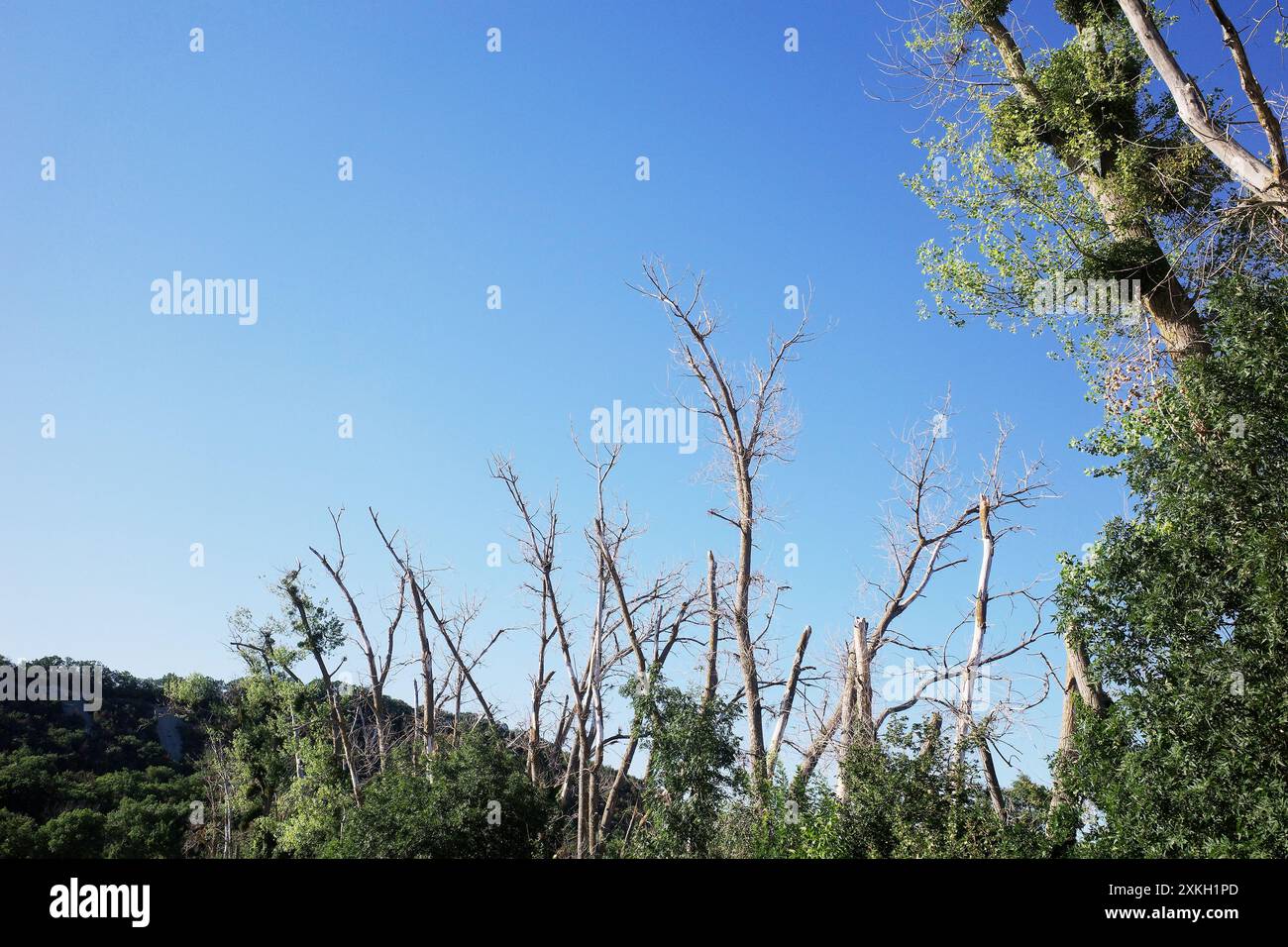 Consequences of fires hi-res stock photography and images - Alamy