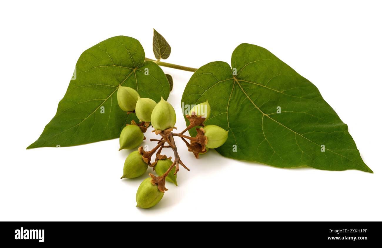 Royal empress tree hi-res stock photography and images - Alamy