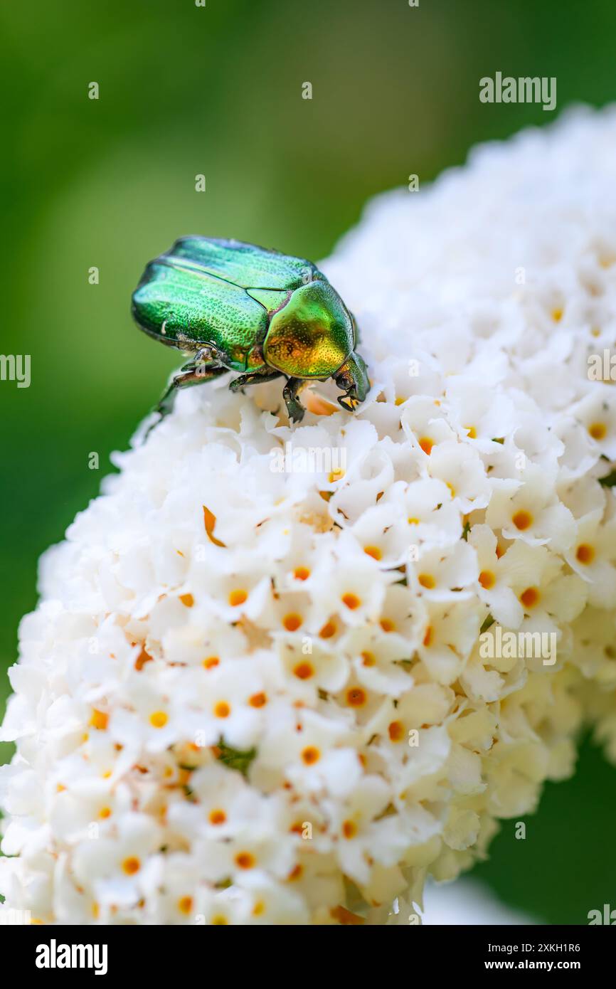 Chafer beetle larvae hi-res stock photography and images - Alamy