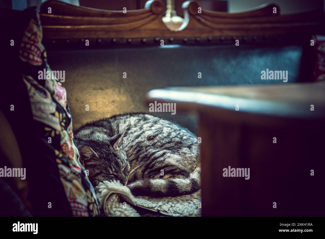 Portrait cat sleeping on hi-res stock photography and images - Alamy