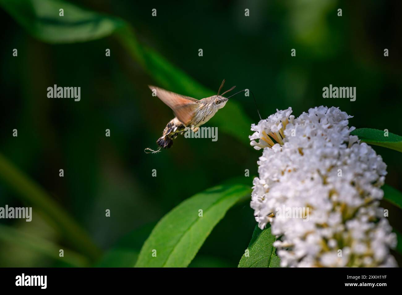 Hawk moth hummingbird hi-res stock photography and images - Alamy