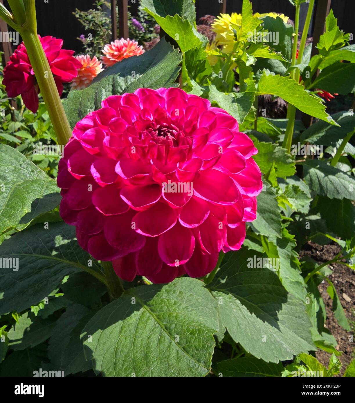 Dahlia js dorothy rose hi-res stock photography and images - Alamy