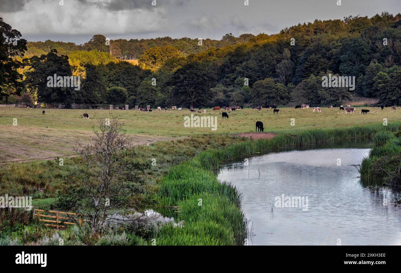 English medieval family tree hi-res stock photography and images - Alamy