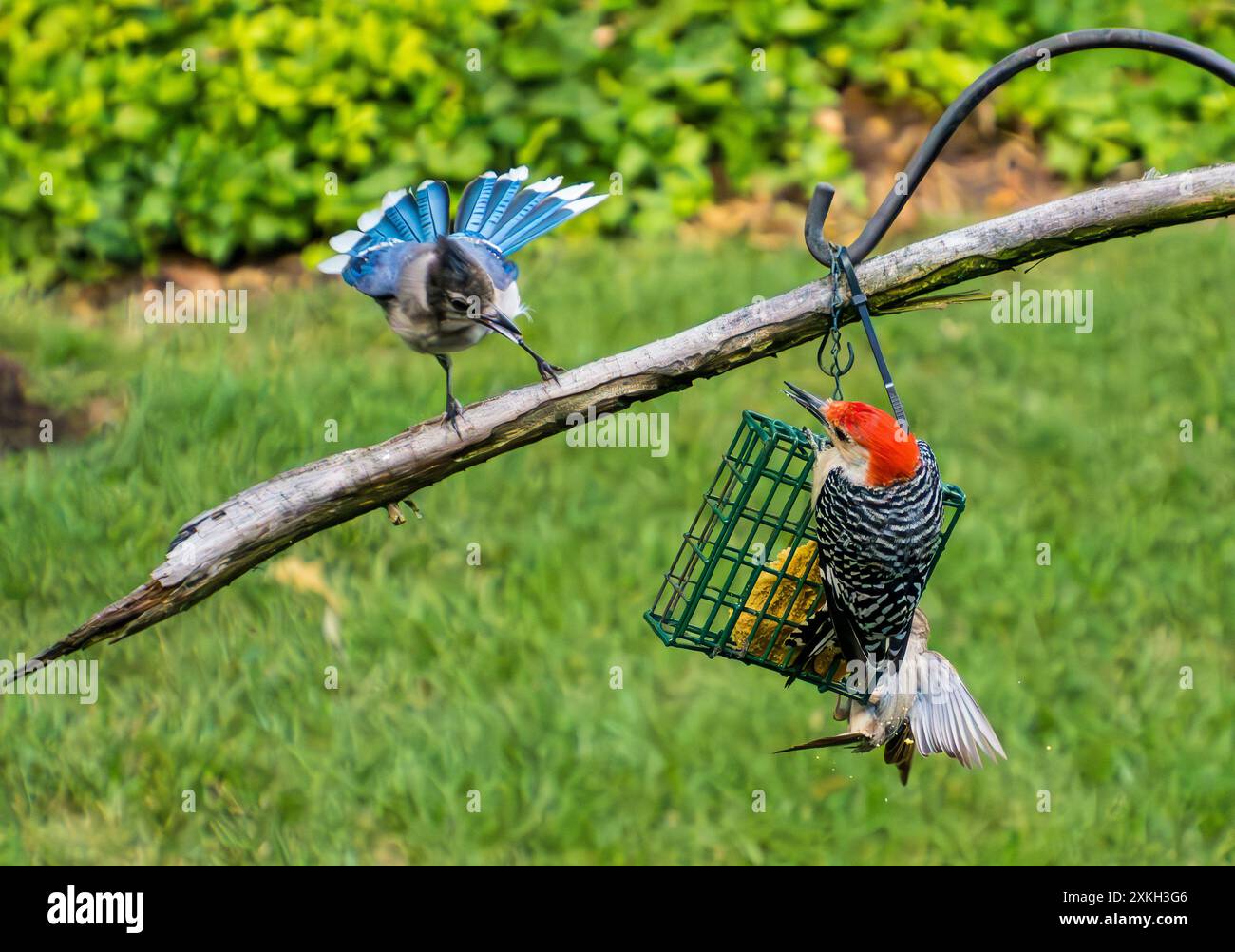 Blue jay flying hi-res stock photography and images - Alamy