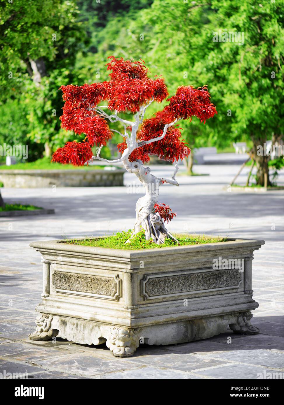 Scenic red Bonsai tree growing in pot outdoors Stock Photo - Alamy