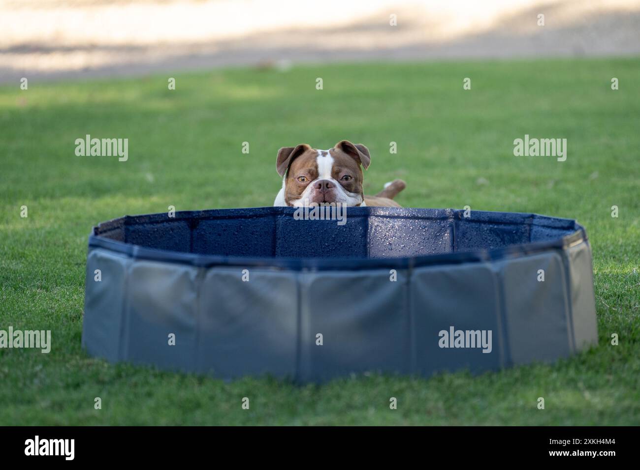 Boston Terrier peeking over a kids swimming pool on the grass for a ...