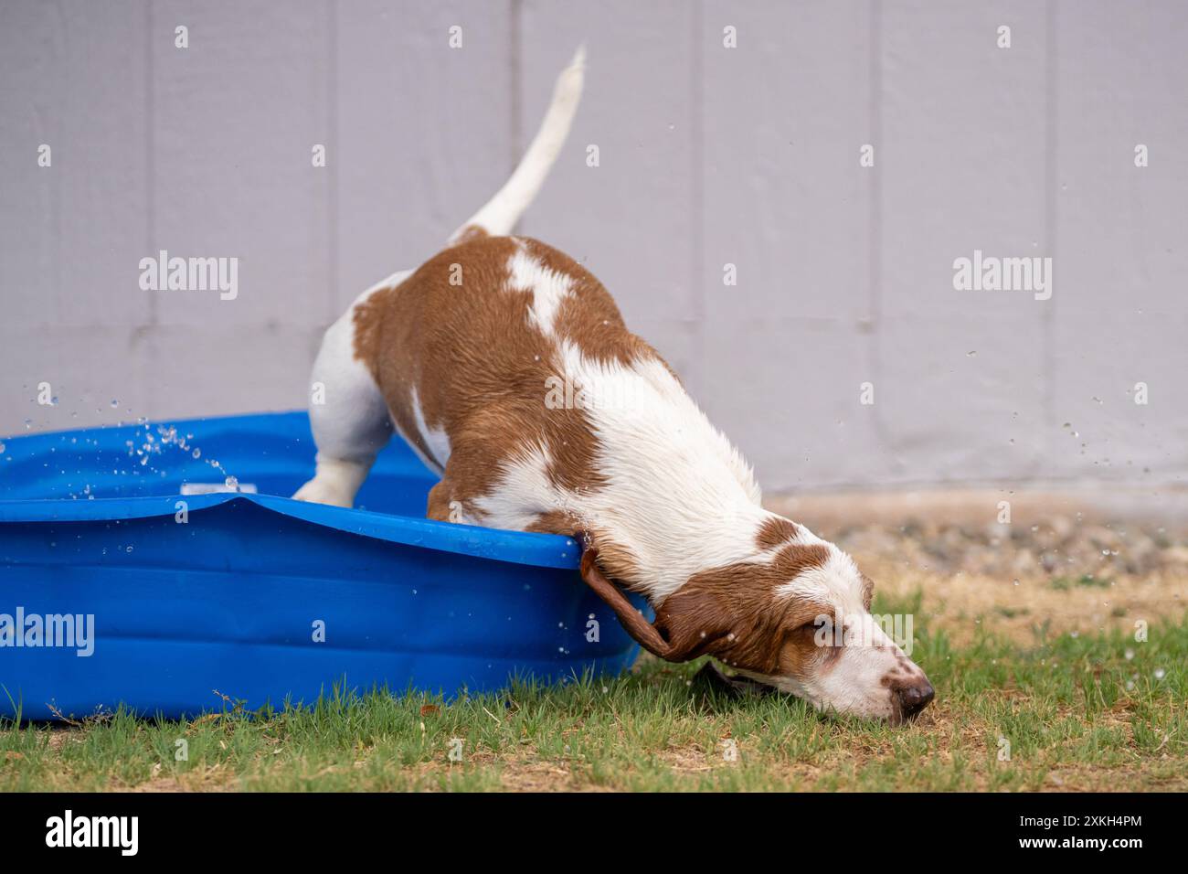 Basset hound puppy playing in a blue kids swimming pool and falling out ...