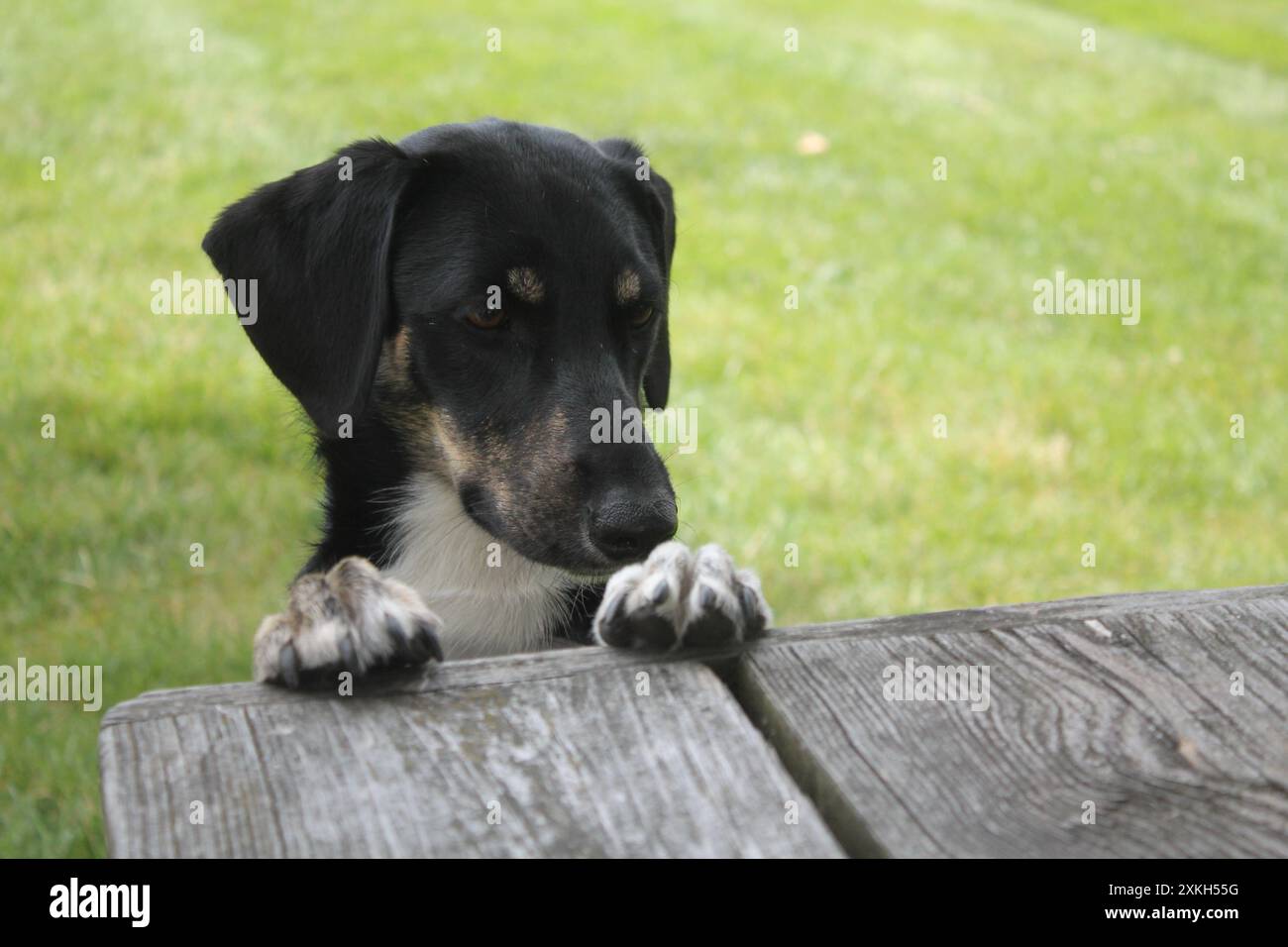 Only a dog hi-res stock photography and images - Alamy