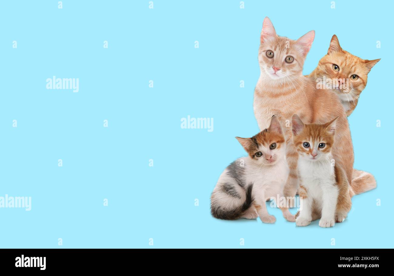 Light blue pet design hi-res stock photography and images - Alamy